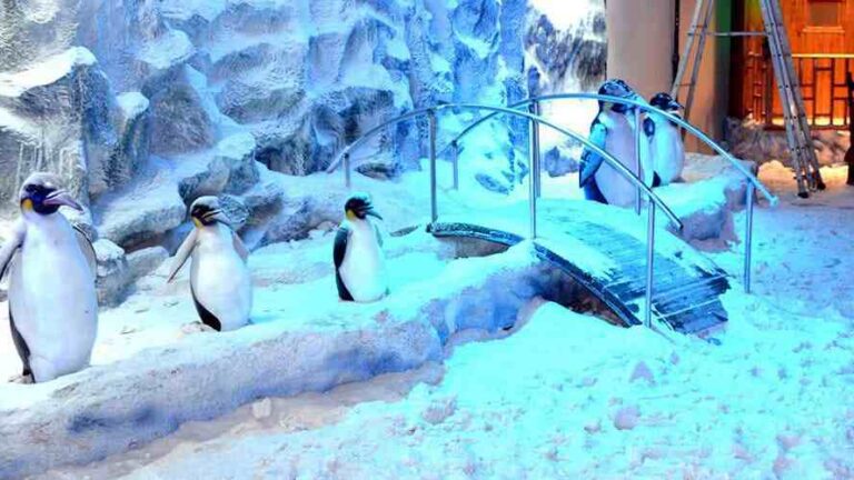 Snow World Noida Ticket Price And Timing, Ticket Booking , Best Photos ...